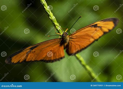 Orange Julia Butterfly Stock Image Image Of Botany 269775931