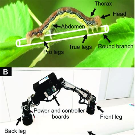 Pdf Icrawl An Inchworm Inspired Crawling Robot