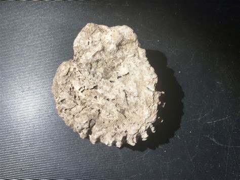 Id This Bivalve Fossil Id The Fossil Forum