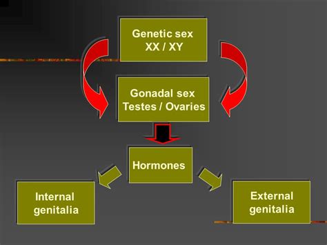 Normal And Abnormal Development Of Female Genital Tract Ppt Video Online Download