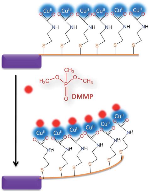 Schematic Representation Of A Self Assembled Cu Ii L Cysteine Layer On