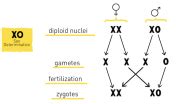 Sex Determination The X Y Zs Of Sex Chromosomes HudsonAlpha Institute For Biotechnology