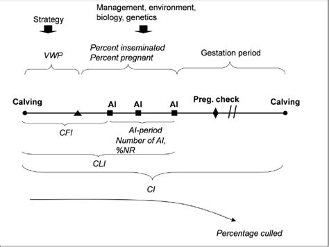 Schematic Of The Reproductive Events And Reproductive Performance Download Scientific Diagram