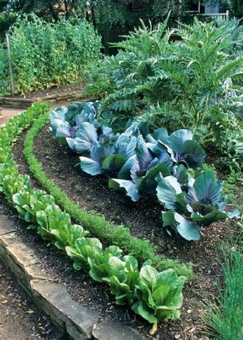 Intercropping What Vegetables We Grow Together In The Garden My