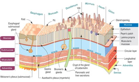 1 Histology Of The Small And Large Intestines Flashcards Quizlet