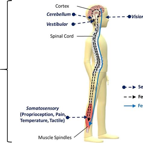 Integration Of The Sensorimotor System The Sensorimotor System