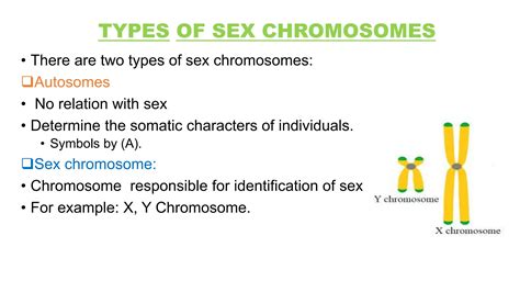 Sex Identification By Rohit Kumar Ppt Hnbgu Ppt
