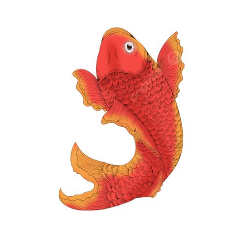 붉은 잉어 금어 붕어 붉은 잉어 Png 일러스트 및 이미지 에 대한 무료 다운로드 Pngtree