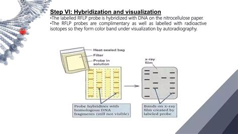 restriction fragment length polymorphism pptx