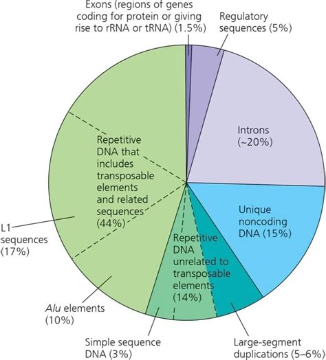 Hanaa Fayed On Linkedin Multicellular Eukaryotes Have A Lot Of Noncoding Dna And Many Multigene…