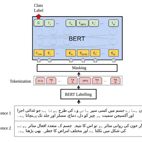 Proposed Architecture Of Bert For Urdu Text Analysis Download Scientific Diagram