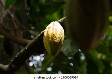 Cocoa Being Loaded Royalty Free Images Stock Photos Pictures Shutterstock