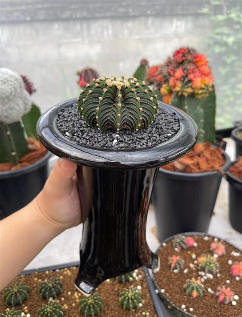 Plantlife Kt กระถางปากแตร เคลือบลาวา เหลืองขาว ขนาด ปากกว้าง 4 นิ้ว สูง 3 นิ้ว ราคา 95