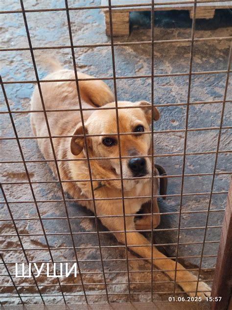 Ангели на четири лапи Ангели на четири лапи Първомай