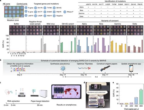 Multiplexed Visual Detection Of Sars Cov 2 Variants A Detection Of And Download Scientific