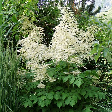 Prachtspiere 'Brautschleier' - Astilbe Arendsii Hyb. 'Brautschleier ...