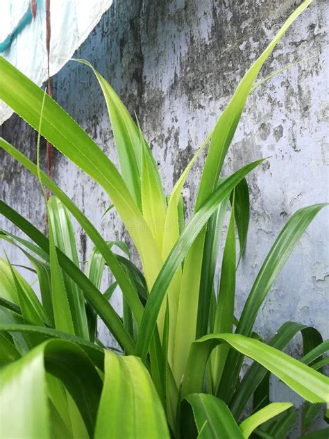 Raise Of Grass Stock Image Image Of Lawn Shrub Green 191192807