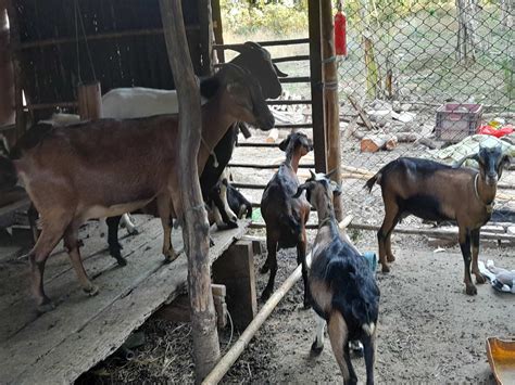 သရက်ချောင်းမြို့နယ်တွင် တစ်ပိုင်တစ်နိုင်ဆိတ်မွေးမြူလုပ်ငန်းလုပ်ကိုင်ရာမ