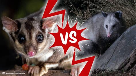 Possum Vs Opossum