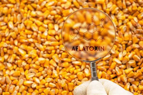 Aflatoxin Testing Laboratories Fast Results