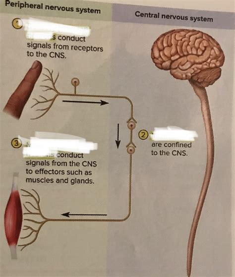 Sensory Motor And Interneurons Diagram Quizlet