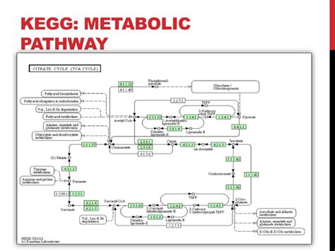 Kegg Database Resources Ppt