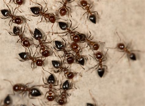 Where Do Carpenter Ants Come From Prevent Pest Control