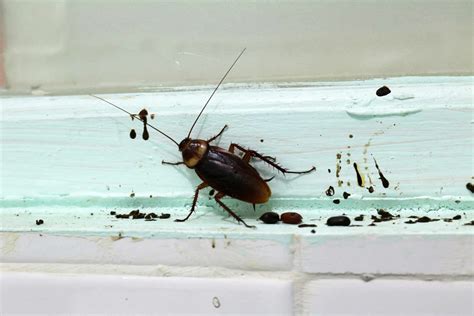 Cockroach Poop 5 Signs And Prevention Tips
