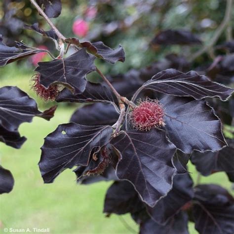 Fagus Sylvatica Purpurea Youngs Nurseries