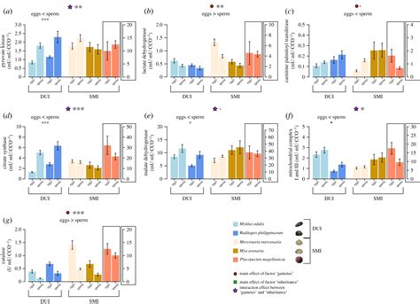 Bioenergetic Consequences Of Sex Specific Mitochondrial Dna Evolution
