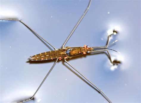 water strider life cycle analysis of rowing force of the water strider