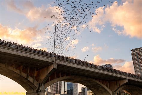 Congress Avenue Bridge Bats — Congress Ave Bridge Bats