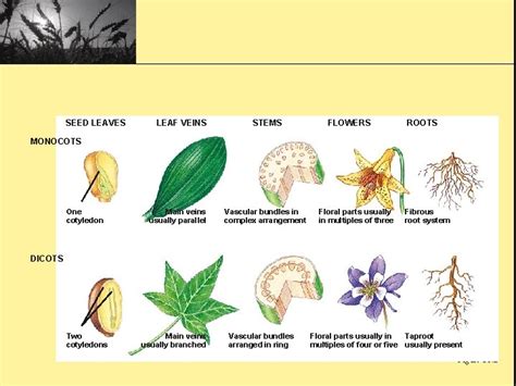 Plant Structure Reproduction And Development Angiosperms Cotyledons
