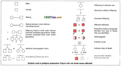 Mendelian Genetics Explore Mendels Laws Of Inheritance In Human Cbse