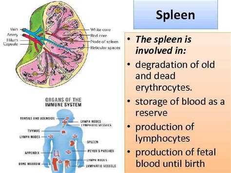Human Immune System His Immunology Immunology