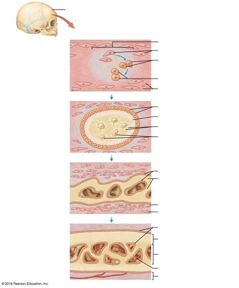 Intramembranous Ossification Diagram Quizlet