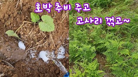 호박 추비 주고 고사리 꺾고 ~ 호박추비 고사리 고사리밭 고사리밭조성 Youtube