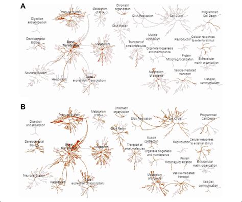 Biological Pathway Analysis Using Reactome In The Liver A Biological