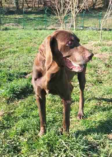 Lur 12 Year Old Female Pointer Available For Adoption
