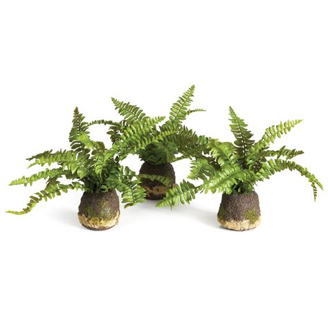 Boston Fern Drop Ins Set Of 3 Napa Home And Garden