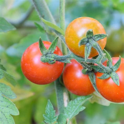 How Big Do Cherry Tomatoes Get Size Chart And Planting Suggestions