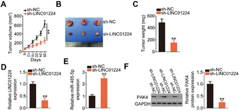 Long Intergenic Non Protein Coding Rna 1224 Linc01224 Depletion Download Scientific Diagram