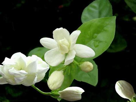 ดอกมะลิ รูปภาพดอกไม้สวยๆ