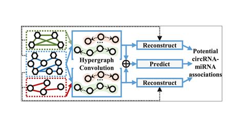 Multirelational Hypergraph Representation Learning For Predicting Circrna Mirna Associations
