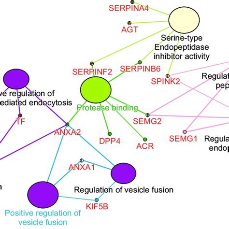 Differential Diagnosis Of Chronic Testicular Pain Download Table