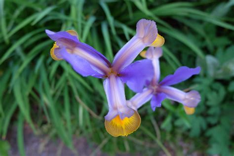 Glynis Daniels Medium