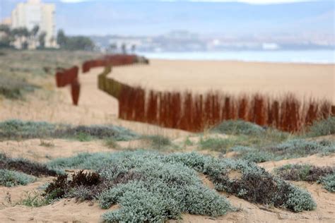 El ‘algarrobico De Elche Ya Es Una Playa De Dunas Noticias De La