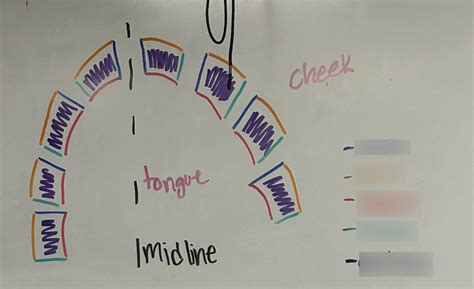 Bite Marks Forensics Diagram Quizlet