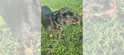 Такса купить в Альметьевске Животные и зоотовары Авито