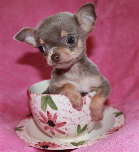 Lilac Chihuahua Teacupchihuahuaforsale Chihuahua Puppies